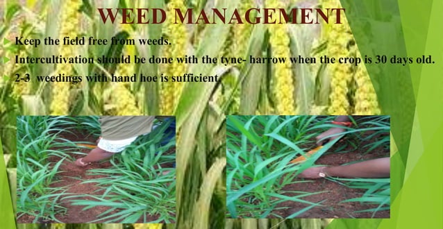 Ppt of foxtail millet. | PPTX | Agriculture | Industries