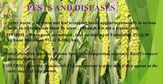 Ppt of foxtail millet. | PPTX