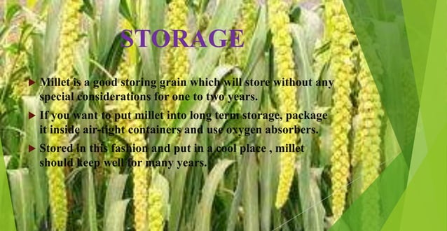 Ppt of foxtail millet. | PPTX | Agriculture | Industries