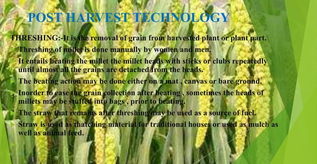 Ppt of foxtail millet. | PPTX | Agriculture | Industries
