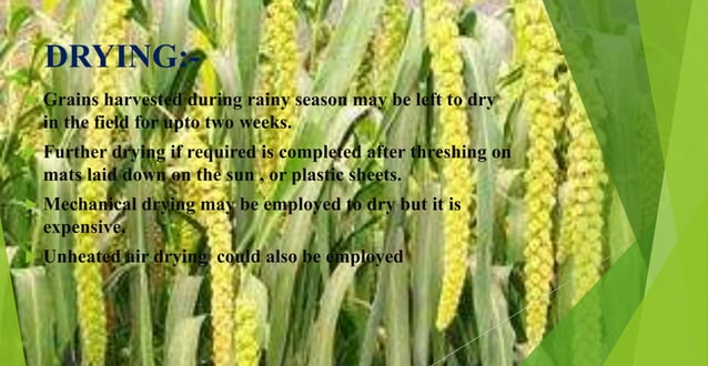 Ppt of foxtail millet. | PPTX | Agriculture | Industries