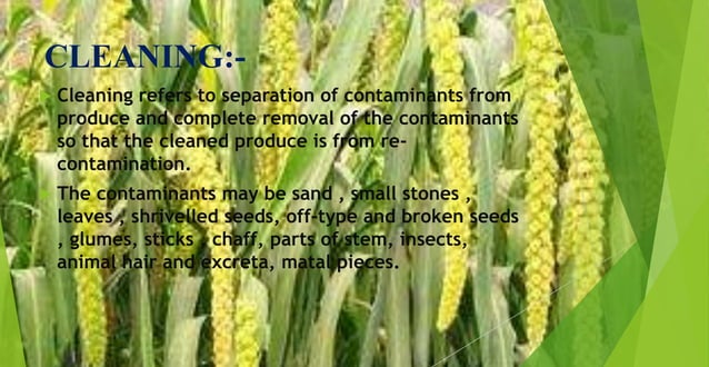 Ppt of foxtail millet. | PPTX | Agriculture | Industries