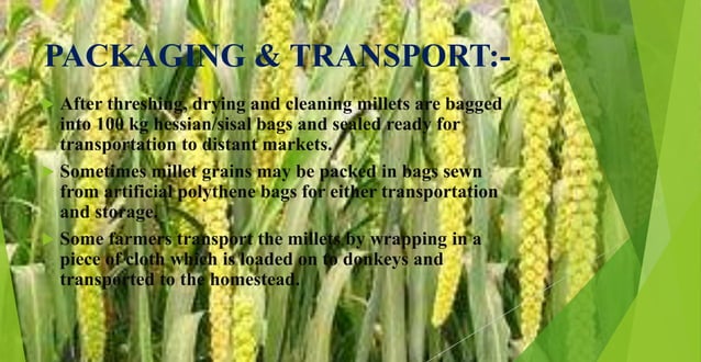Ppt of foxtail millet. | PPTX | Agriculture | Industries