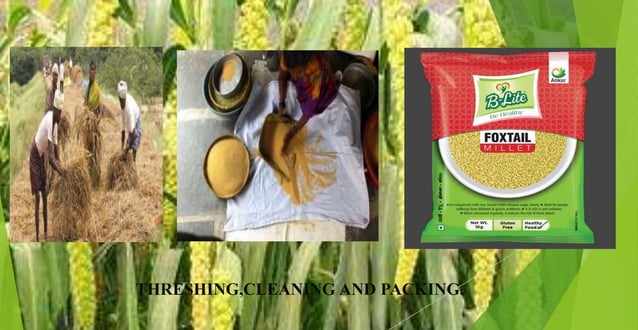 Ppt of foxtail millet. | PPTX | Agriculture | Industries
