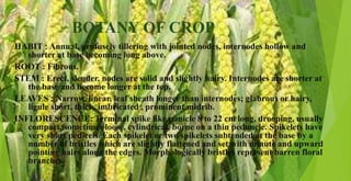 Ppt of foxtail millet. | PPTX