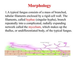 Ppt of fungi | PPTX