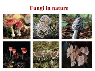 Ppt of fungi | PPTX | Science