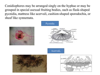Ppt of fungi | PPTX