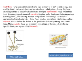 Ppt of fungi | PPTX