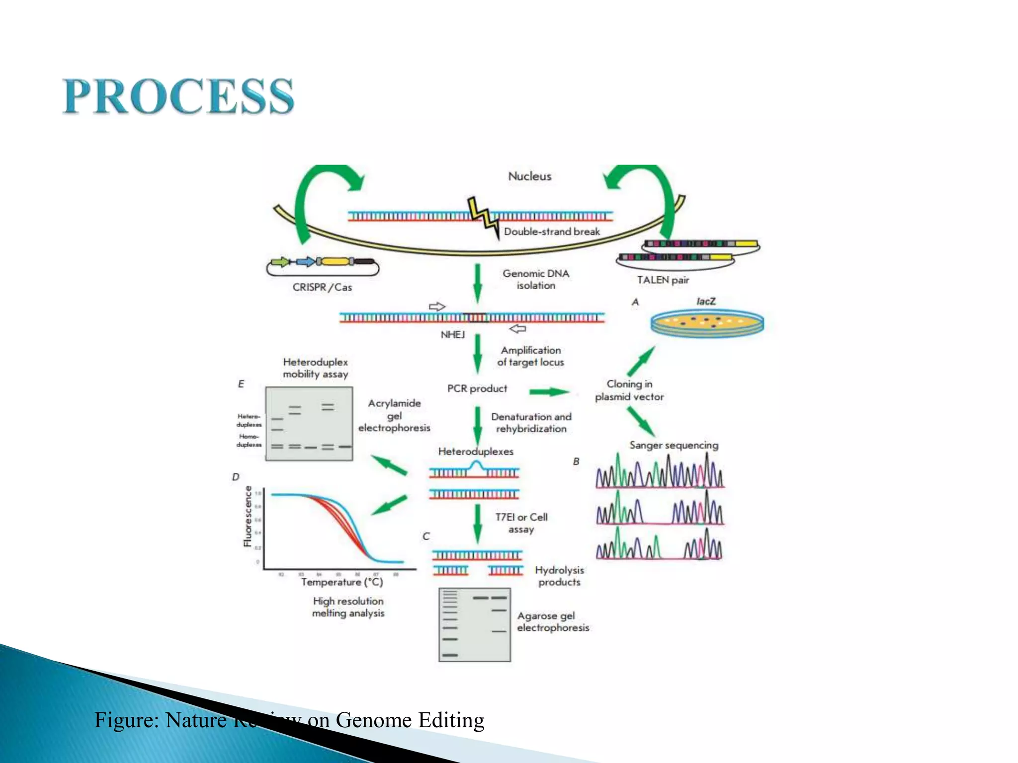 Ppt of genome editing | PPTX