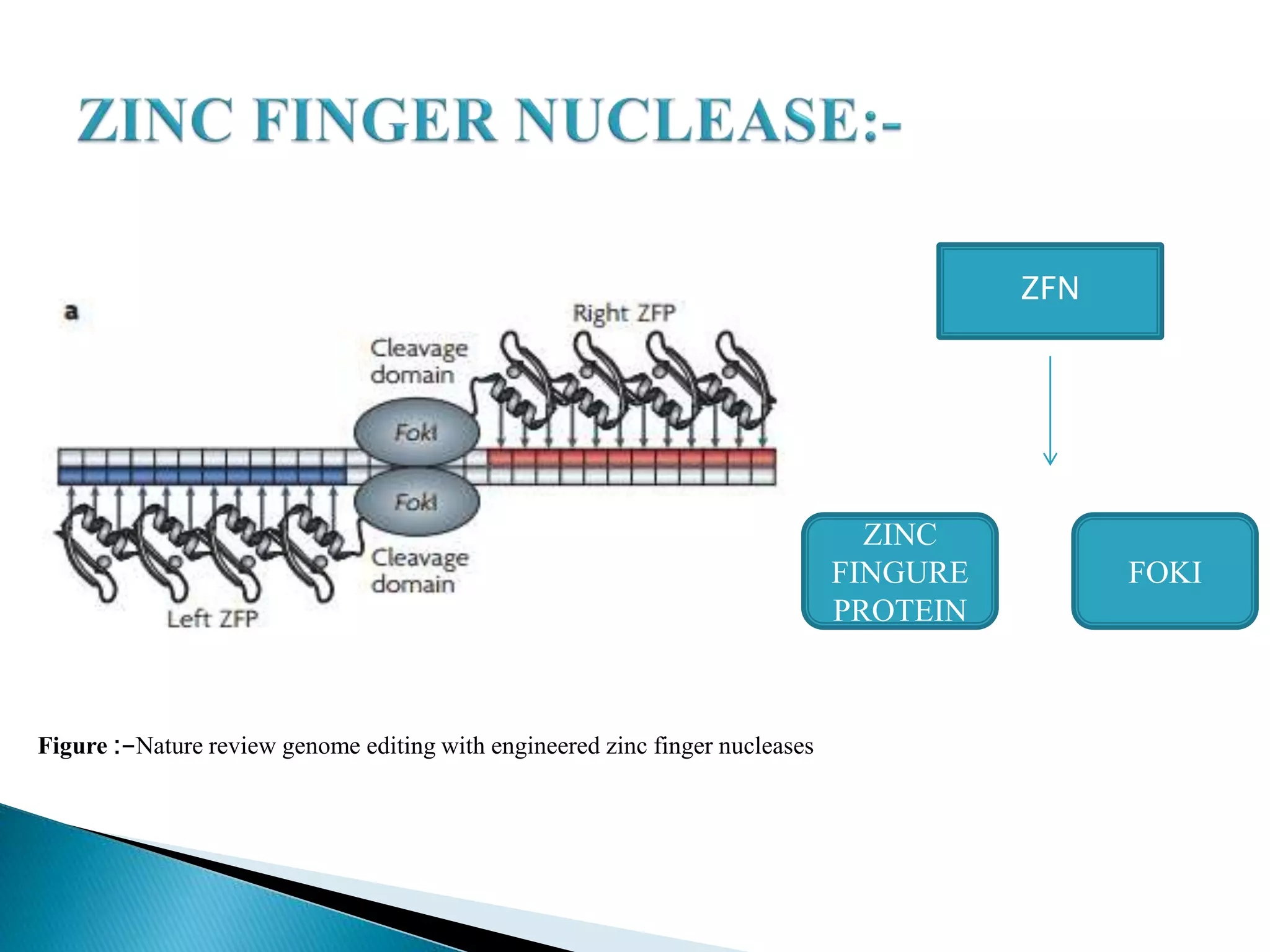 Ppt of genome editing | PPTX