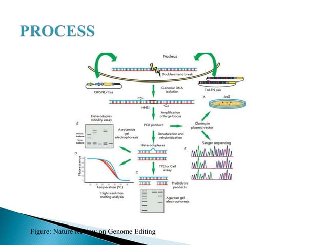 Ppt of genome editing | PPTX