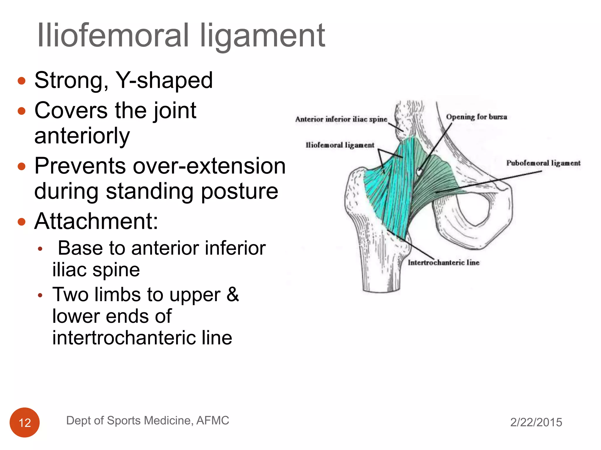 Applied Anatomy of Hip Joint | PPTX