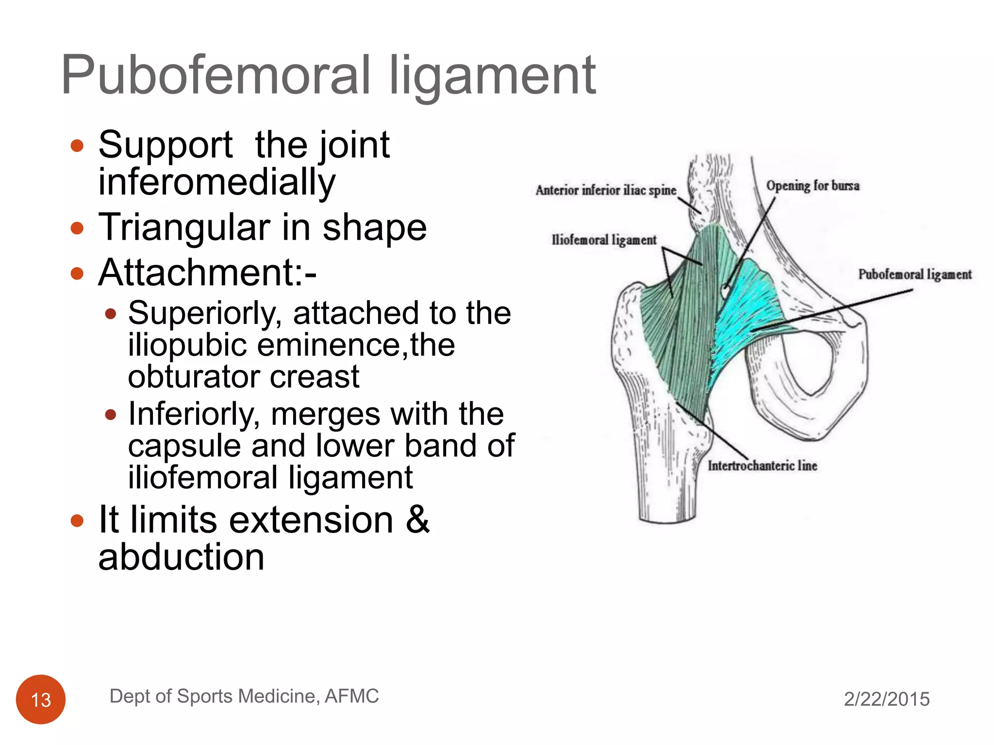 Applied Anatomy of Hip Joint | PPTX
