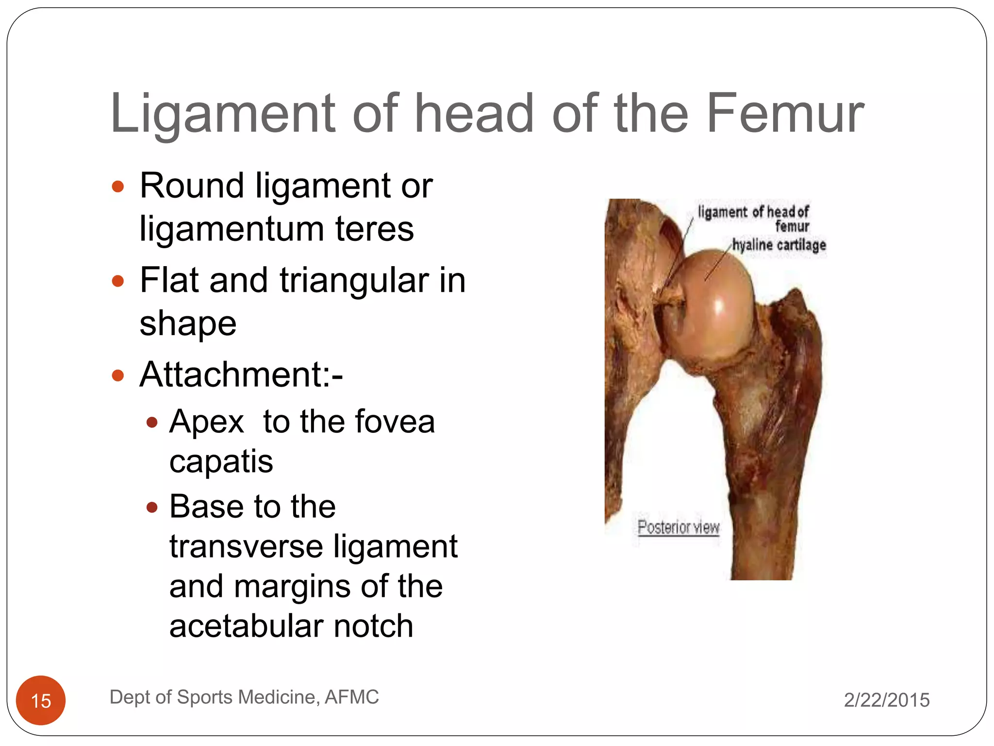 Applied Anatomy of Hip Joint | PPTX