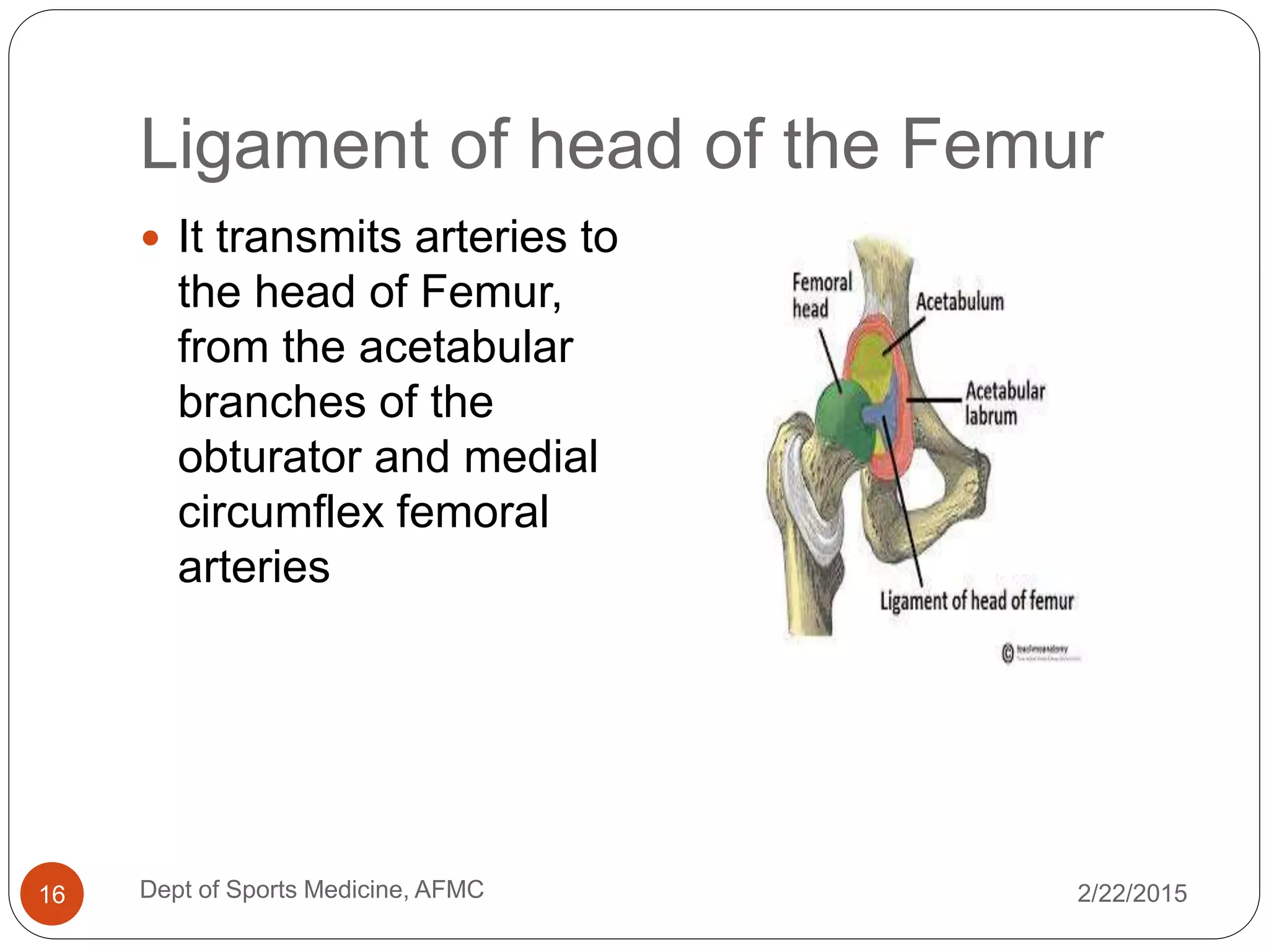 Applied Anatomy of Hip Joint | PPTX