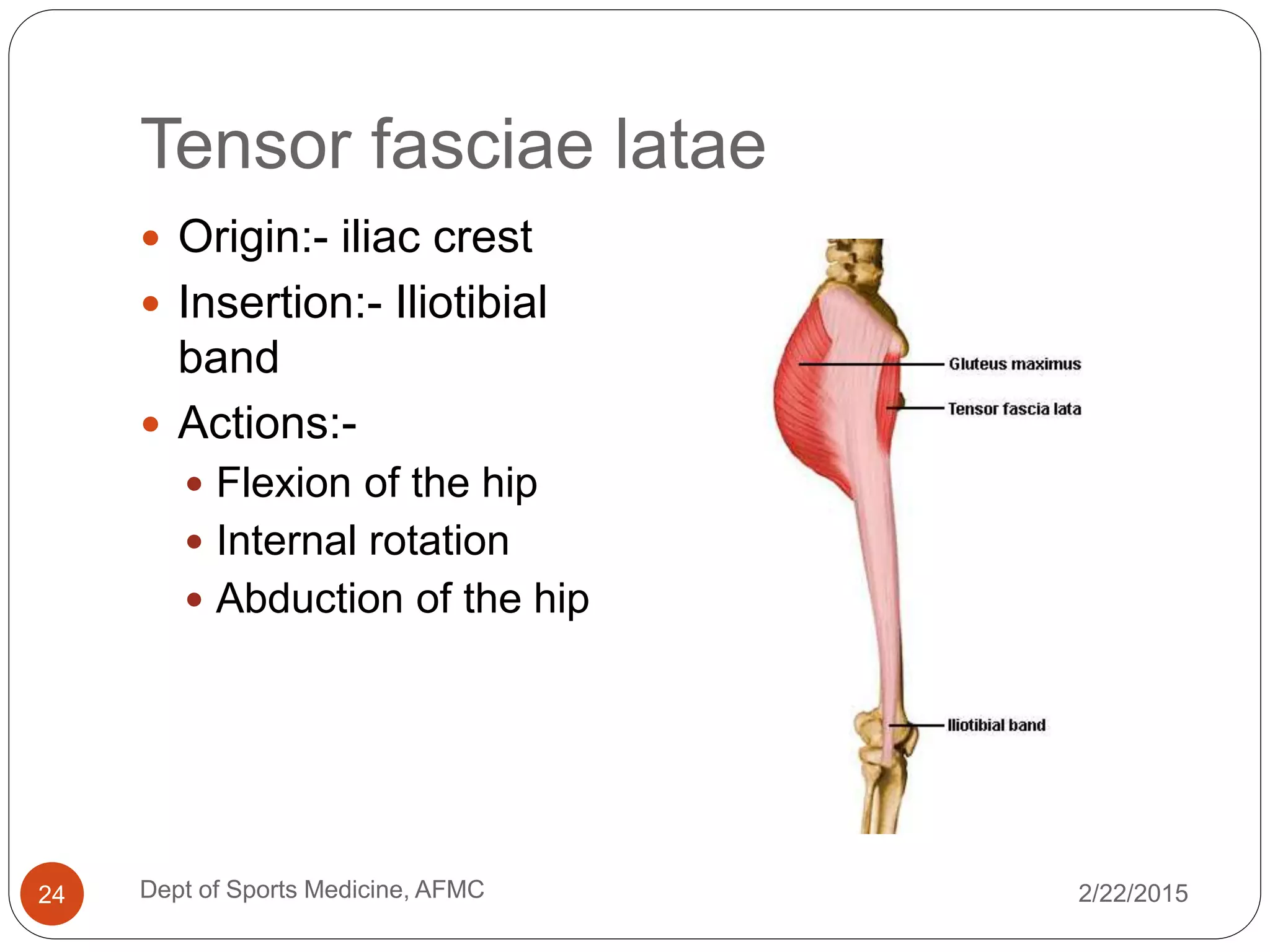 Applied Anatomy of Hip Joint | PPTX