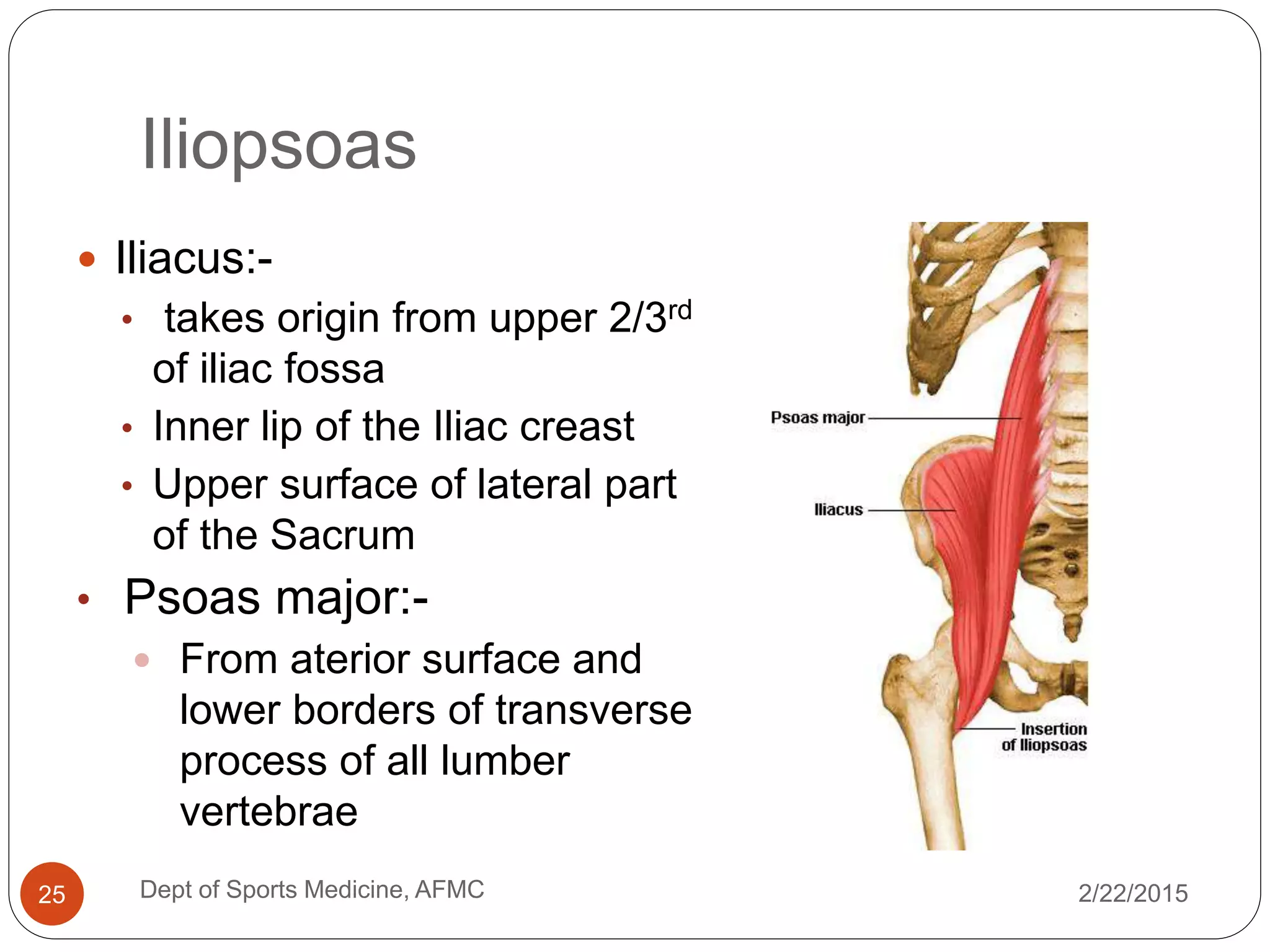 Applied Anatomy of Hip Joint | PPTX
