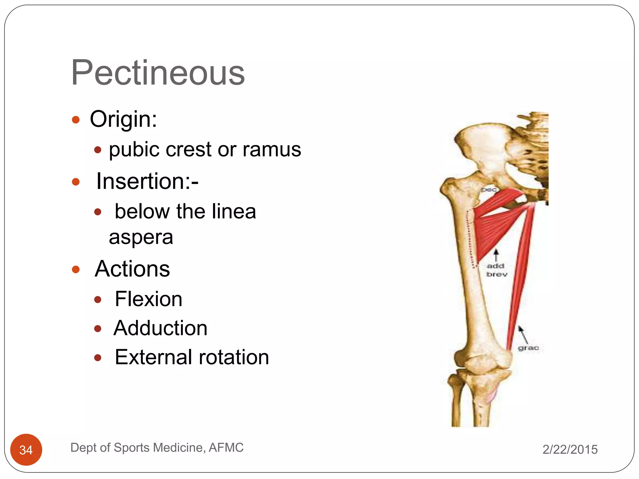 Applied Anatomy of Hip Joint | PPTX