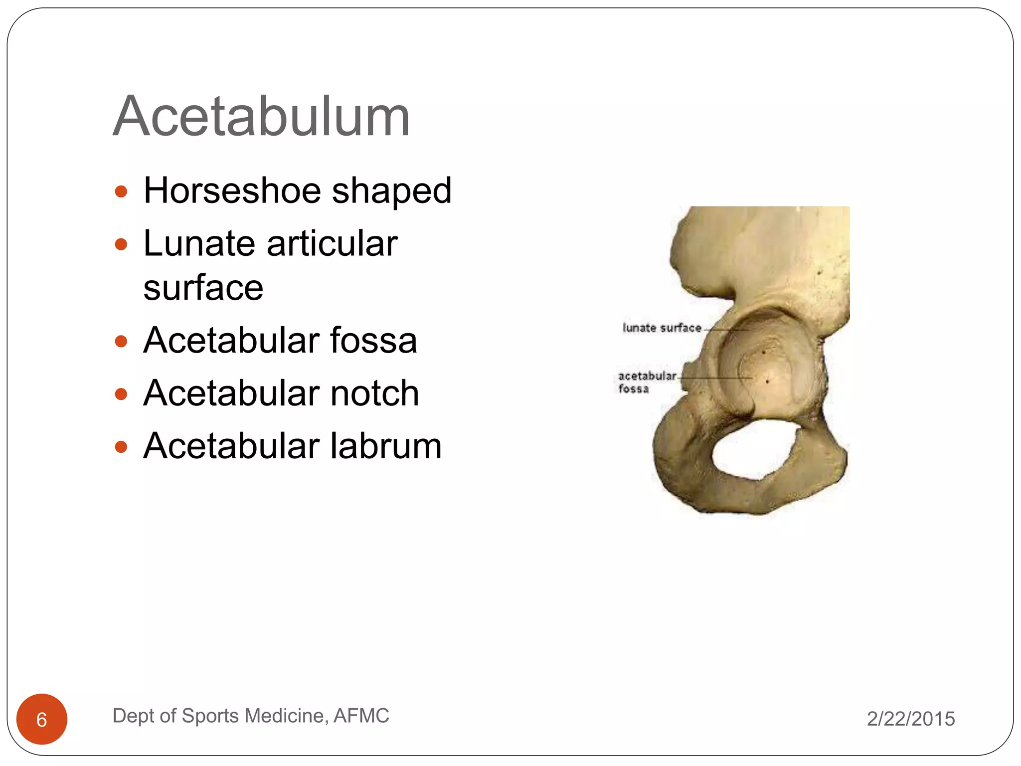 Applied Anatomy of Hip Joint | PPTX