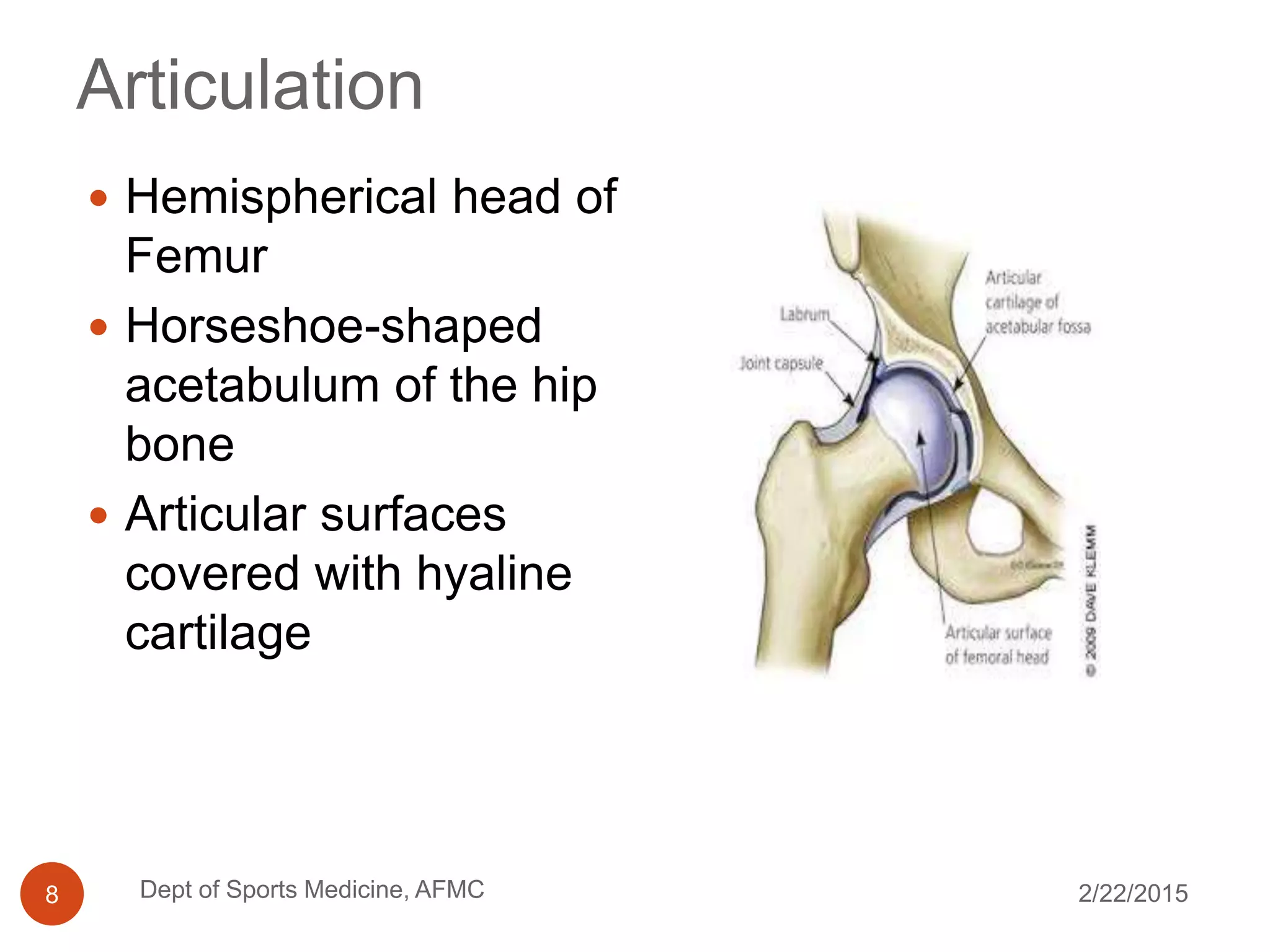 Applied Anatomy of Hip Joint | PPTX