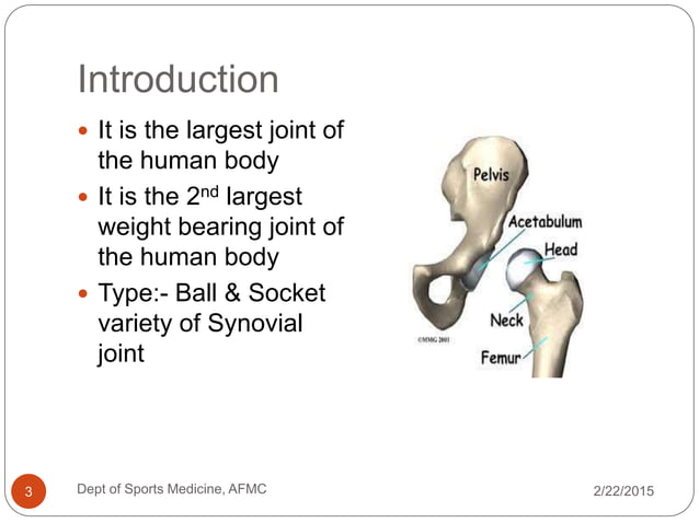 Applied Anatomy of Hip Joint | PPTX | Death, Injury, or Military ...