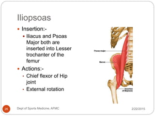 Iliopsoas Origin And Insertion