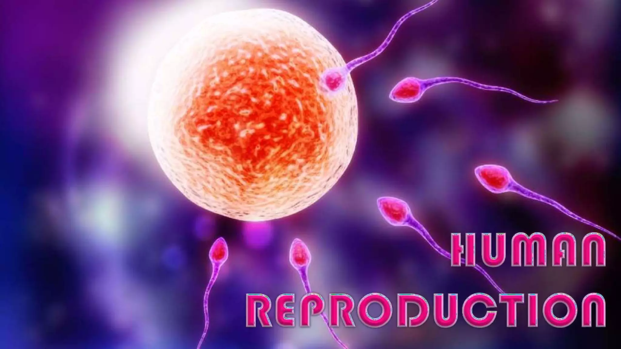 Human reproduction - A detailed study ( medical information) | PPT