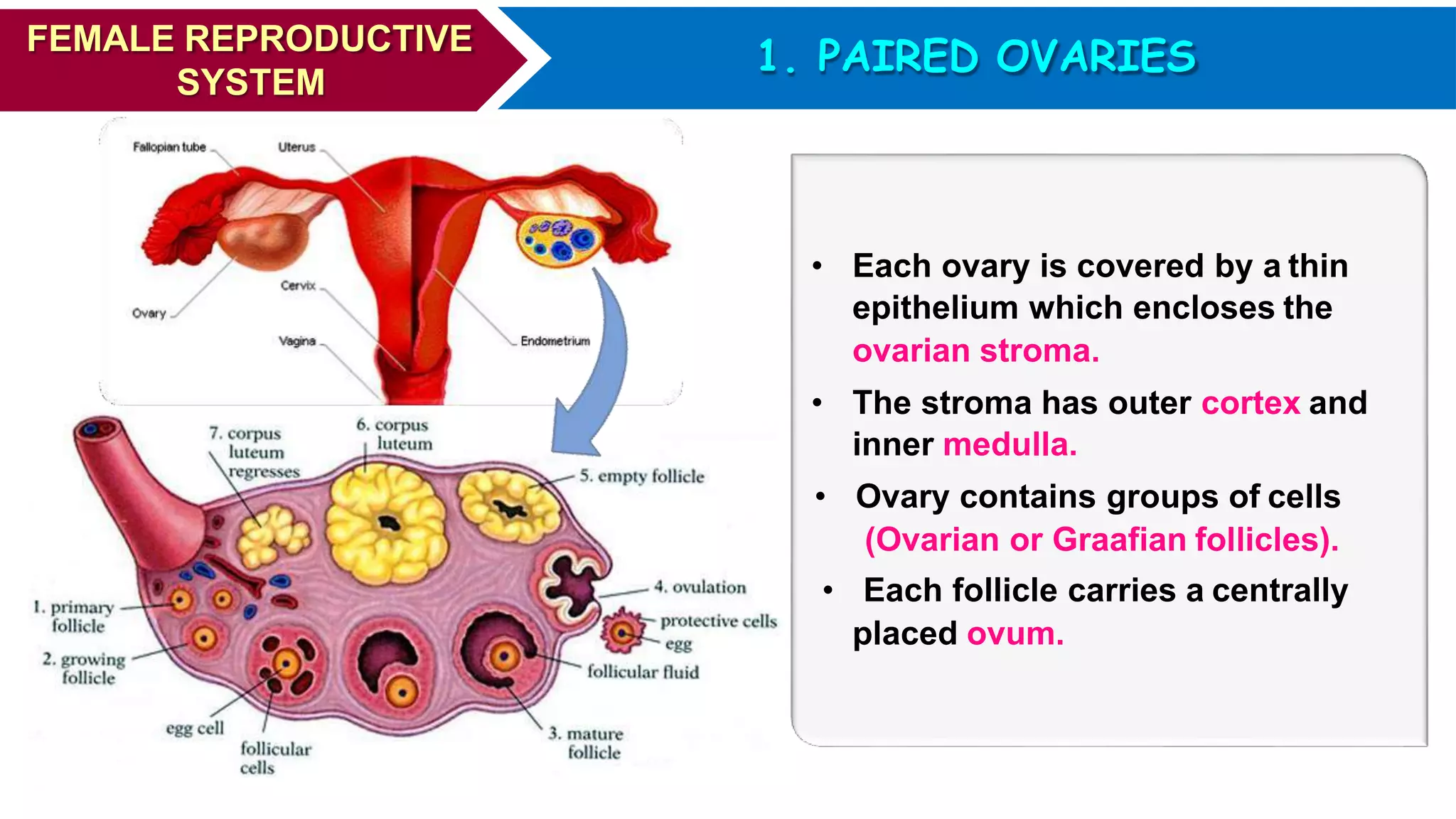 Human reproduction - A detailed study ( medical information) | PPTX