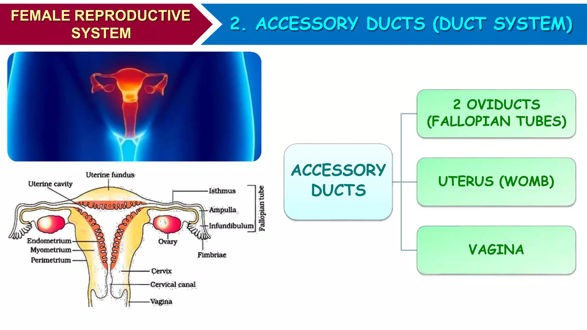 Human reproduction - A detailed study ( medical information) | PPTX