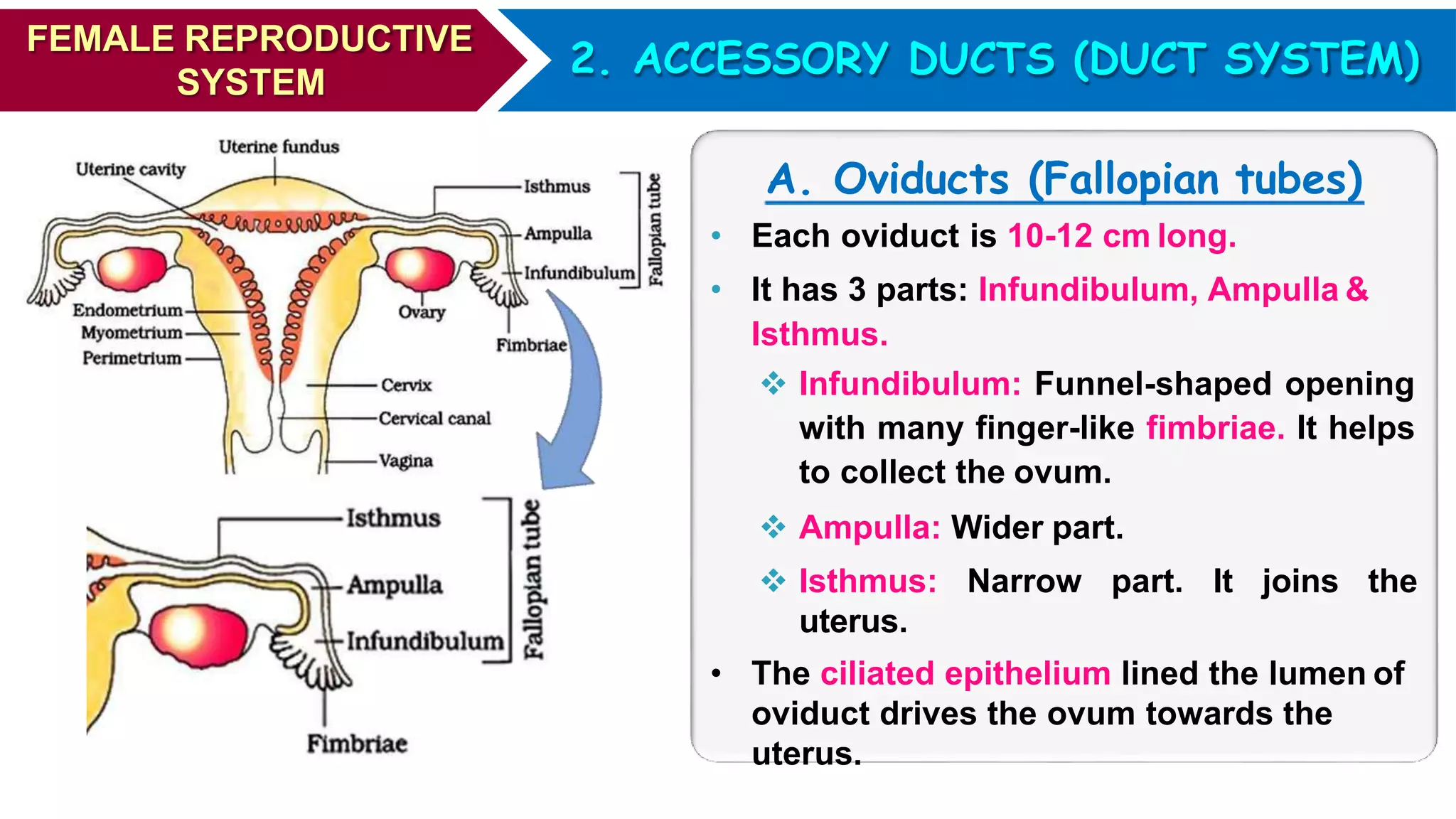 Human reproduction - A detailed study ( medical information) | PPTX