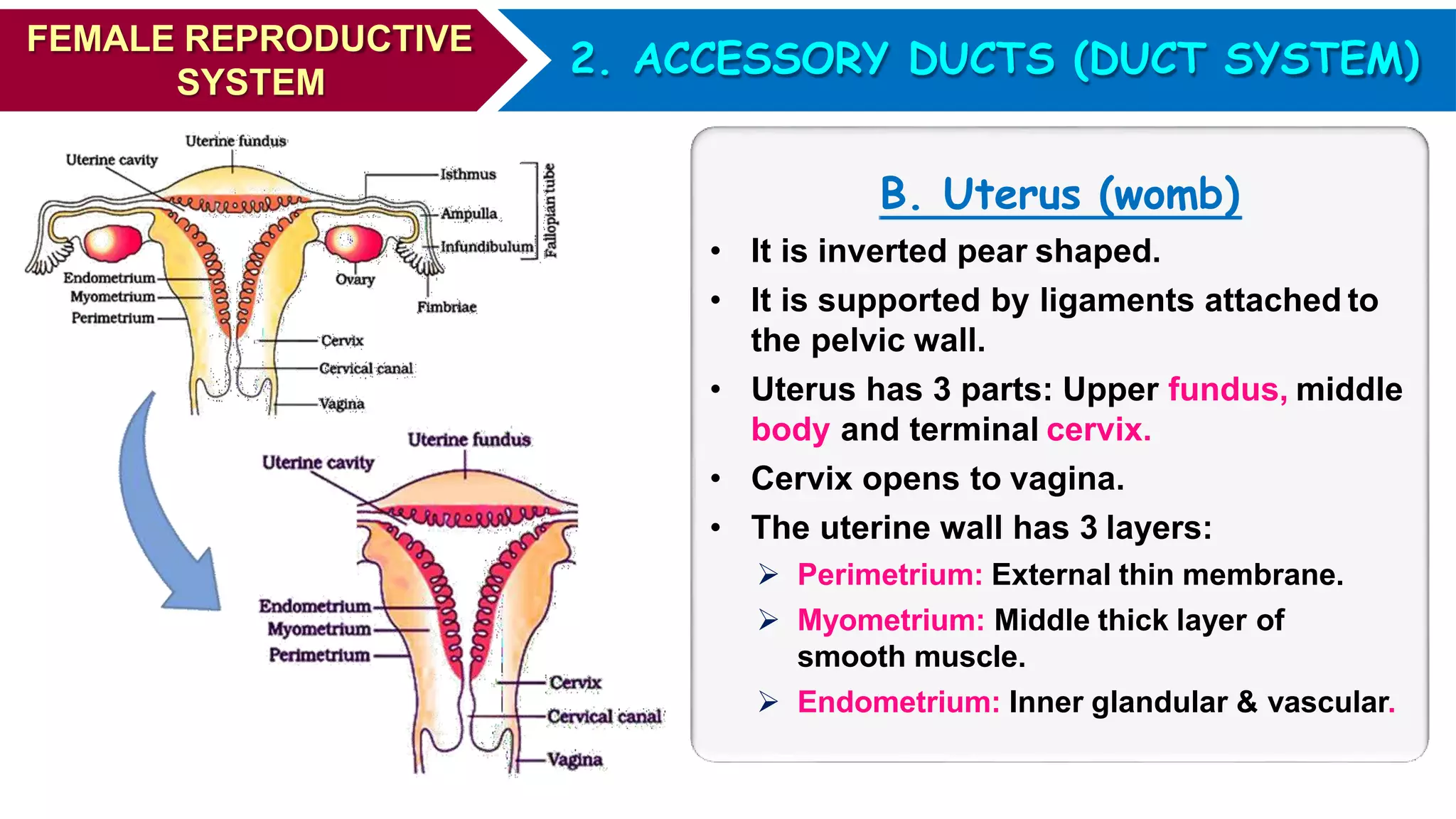 Human reproduction - A detailed study ( medical information) | PPTX