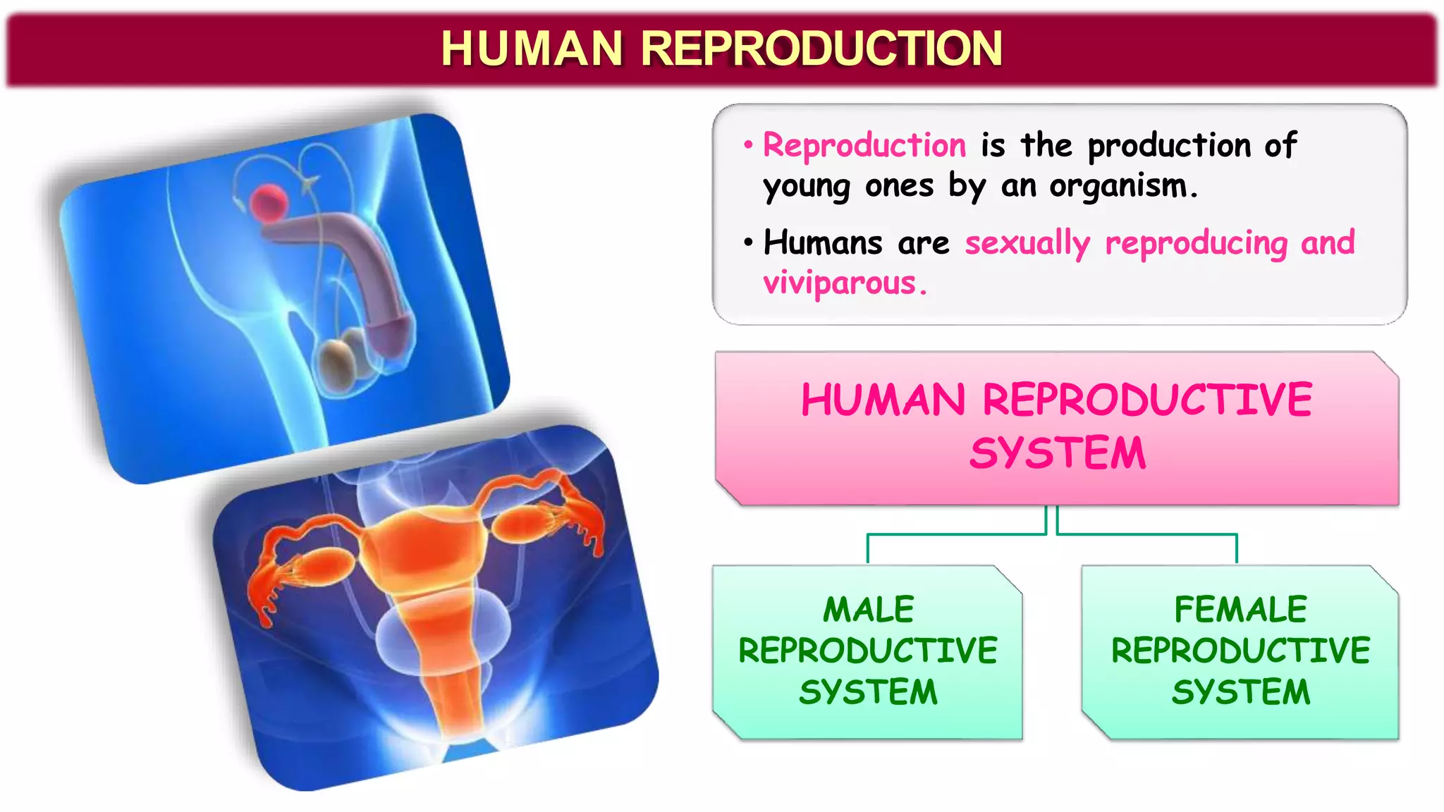 Human reproduction - A detailed study ( medical information) | PPT