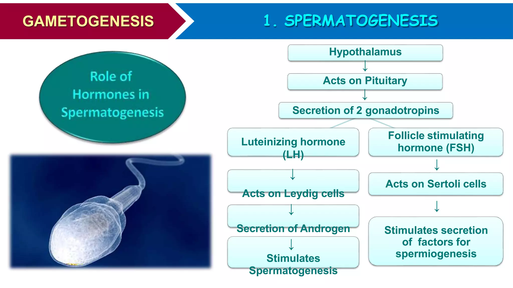 Human reproduction - A detailed study ( medical information) | PPTX