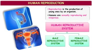 Human reproduction - A detailed study ( medical information) | PPTX