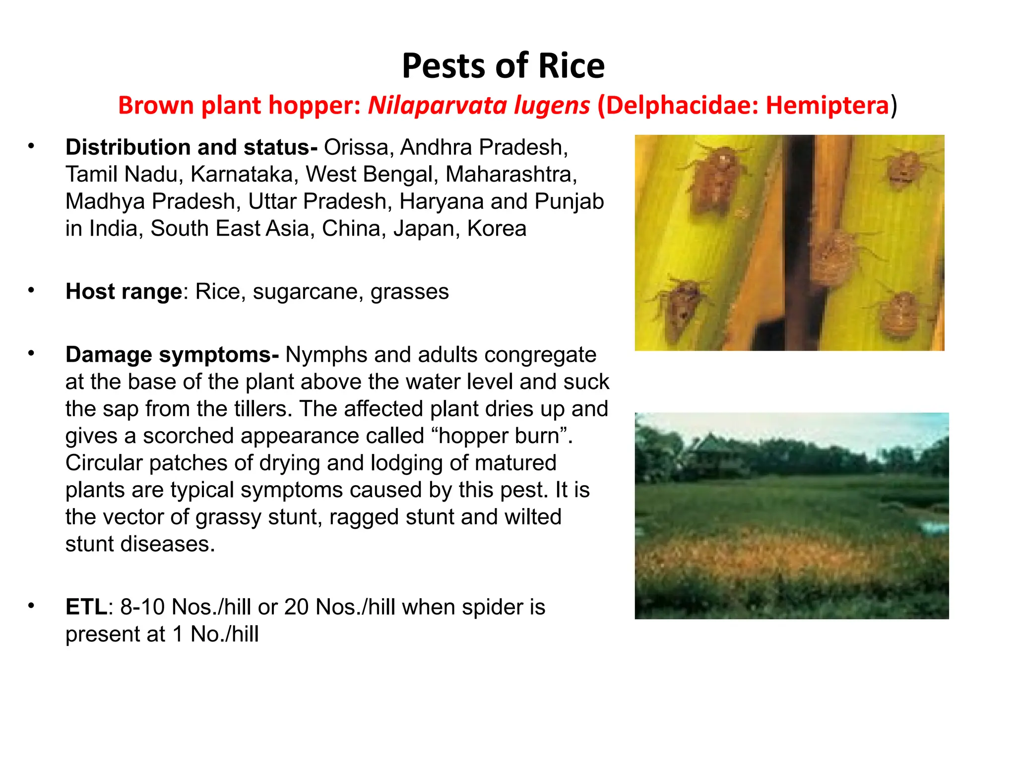 ppt of pest of RICE crops and their management | PPTX