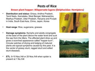 ppt of pest of RICE crops and their management | PPTX