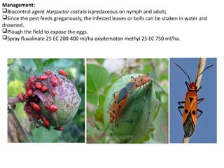 ppt of pest of RICE crops and their management | PPTX
