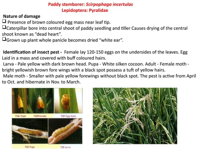 ppt of pest of RICE crops and their management | PPTX
