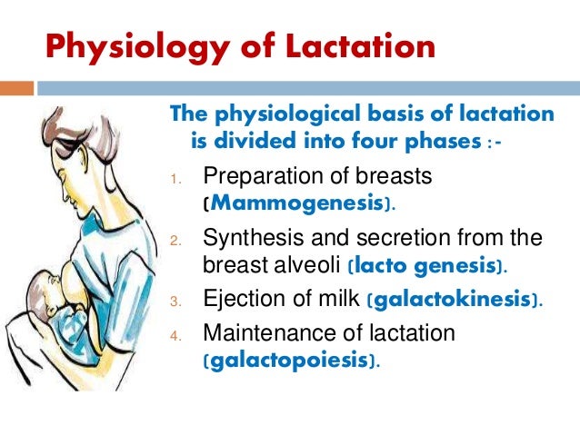 Ppt Of Physiology Of Lactation