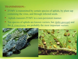 VIRAL DISEASES OF BOTTLE GOURD | PPTX
