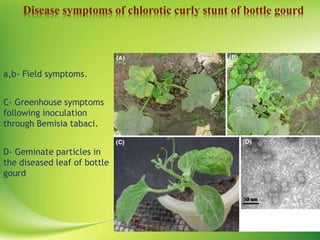 VIRAL DISEASES OF BOTTLE GOURD | PPTX