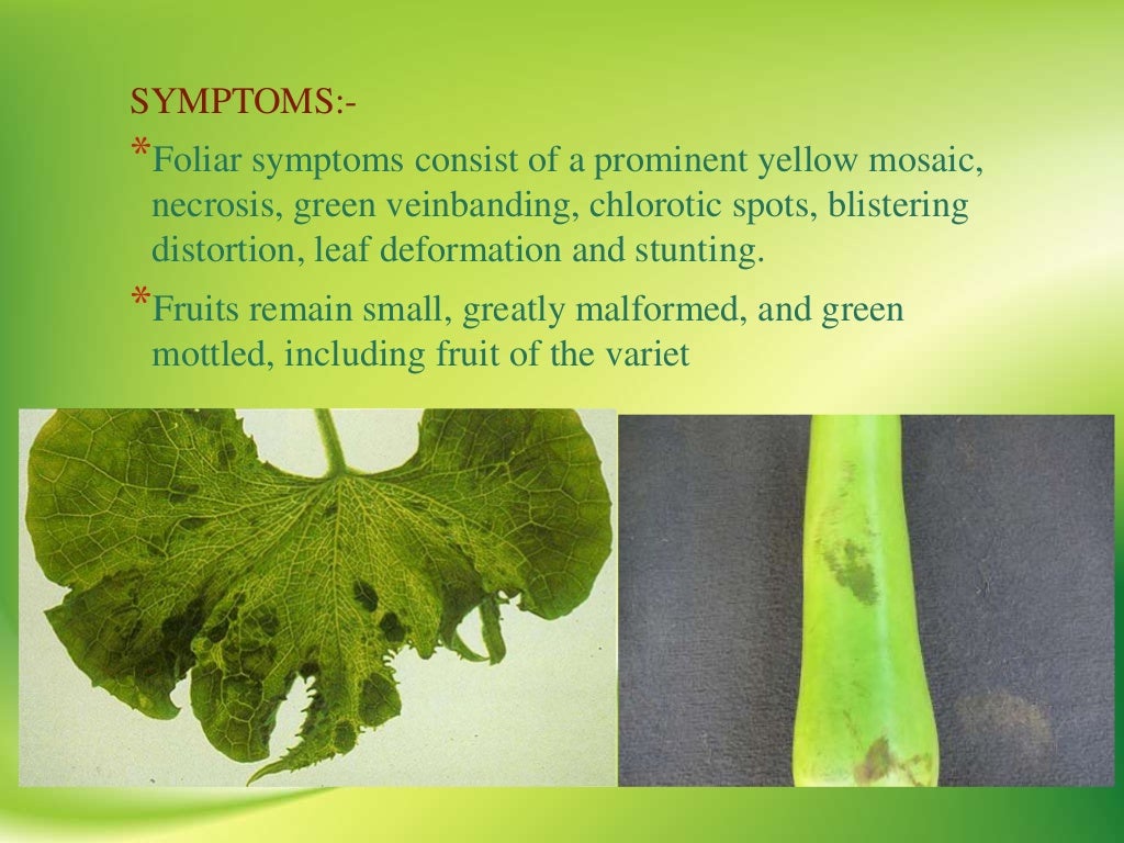Viral Diseases Of Bottle Gourd