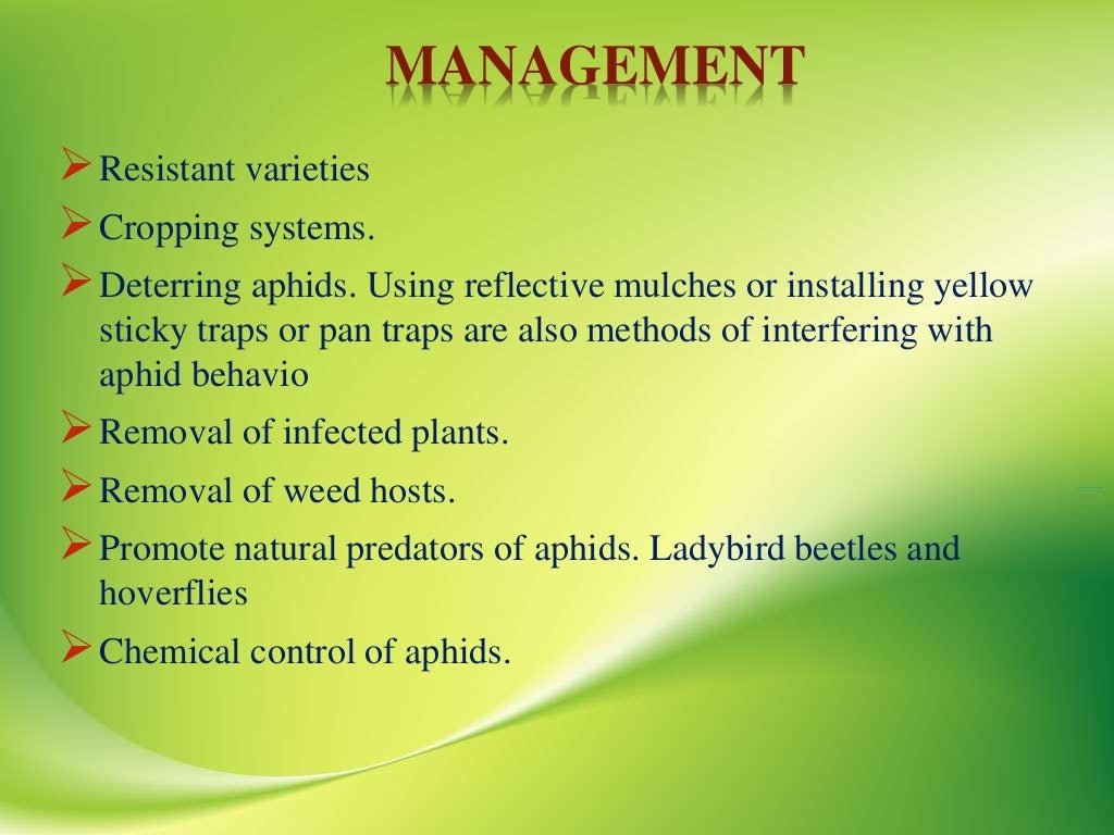Viral Diseases Of Bottle Gourd