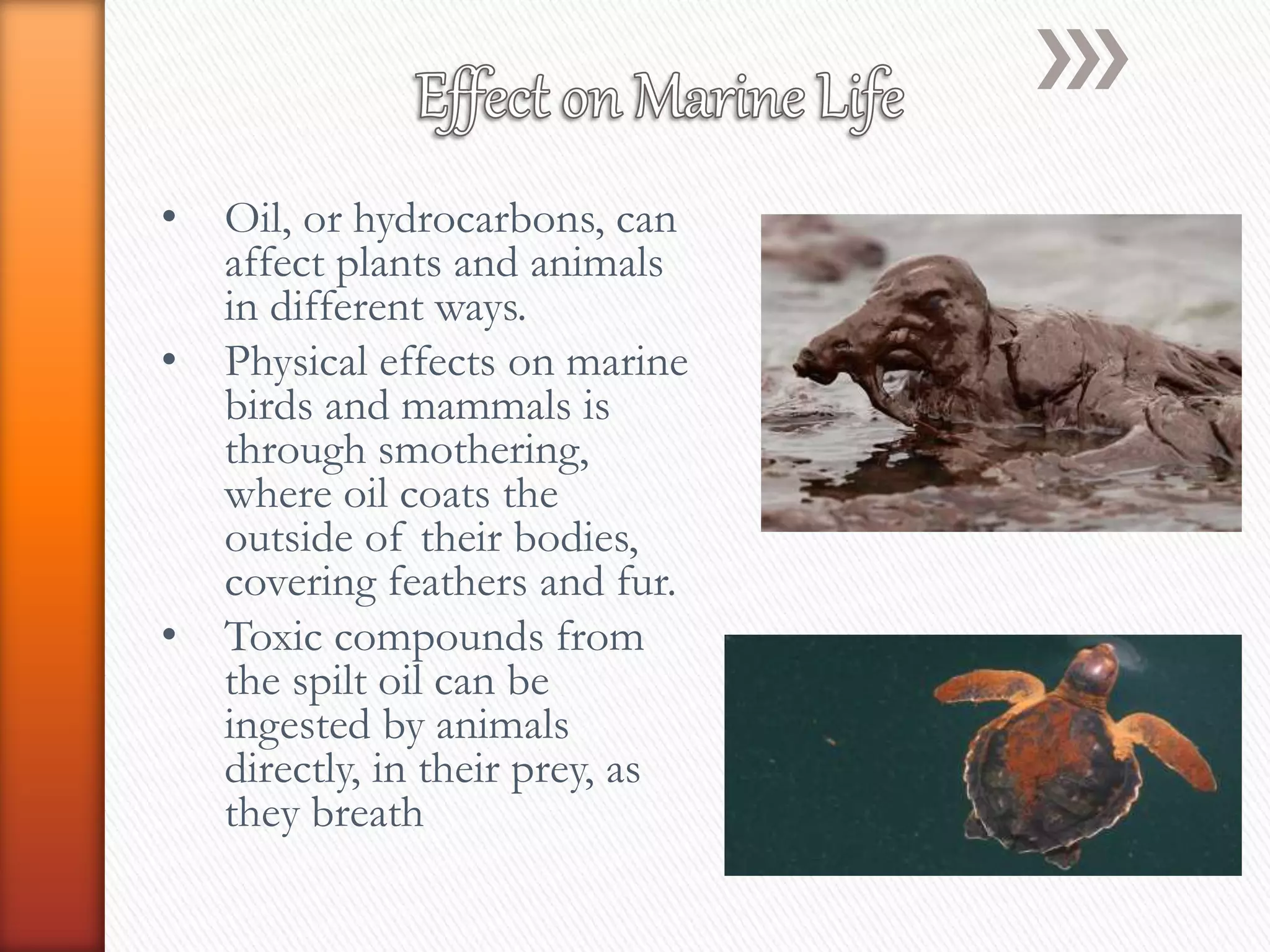 Ppt oil spill | PPTX