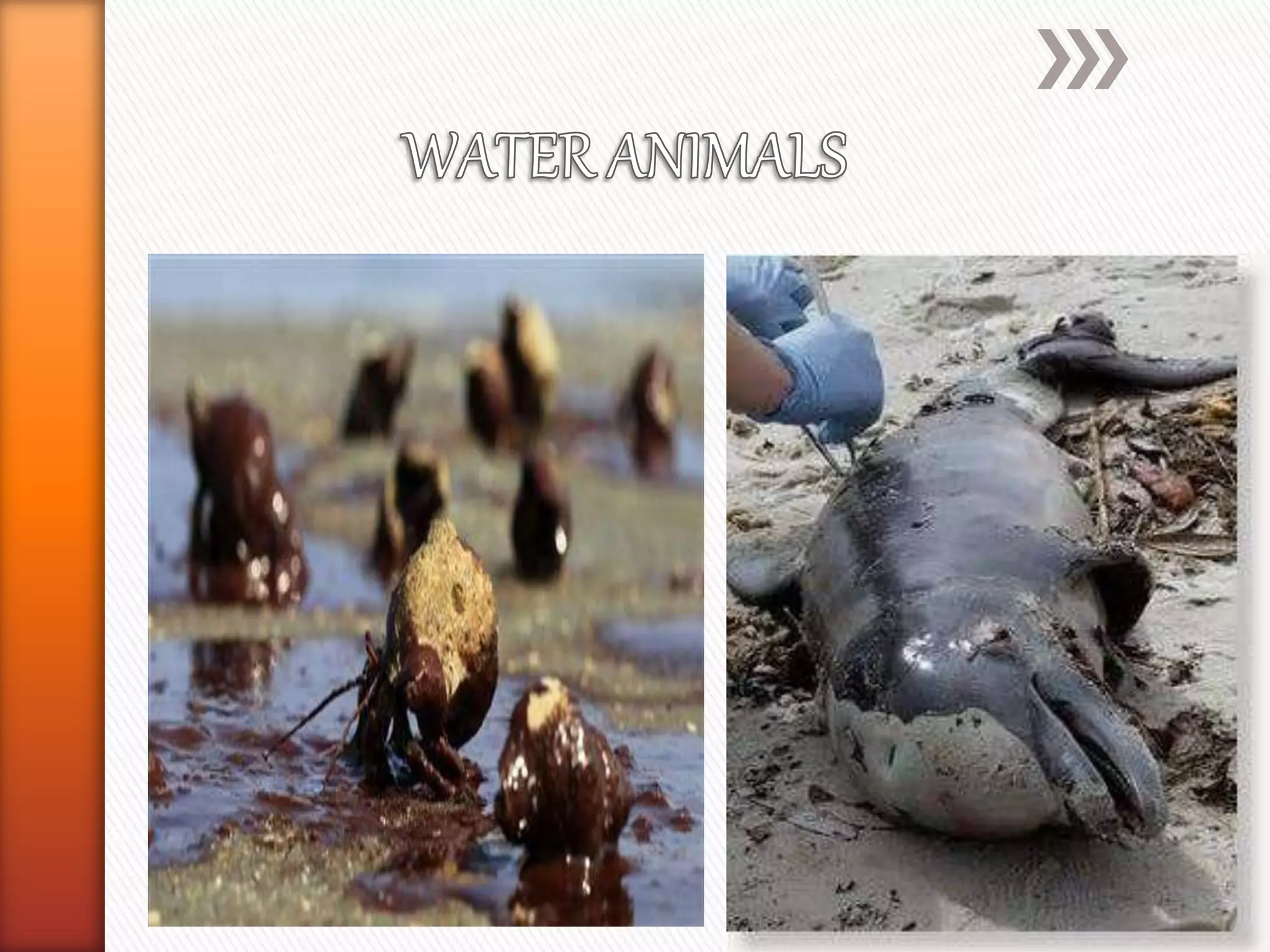 Ppt oil spill | PPTX