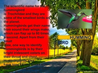 ppt on the flying jweles of nature(birds) | PPTX