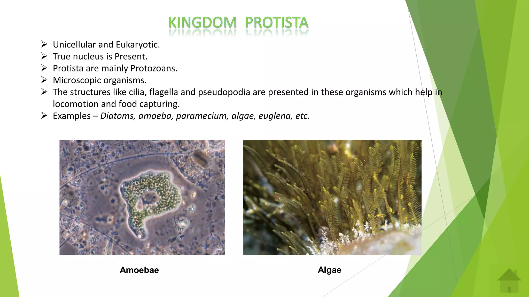 PPT on Five Kingdom Classification | PPTX