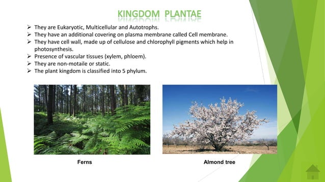 PPT on Five Kingdom Classification | PPTX