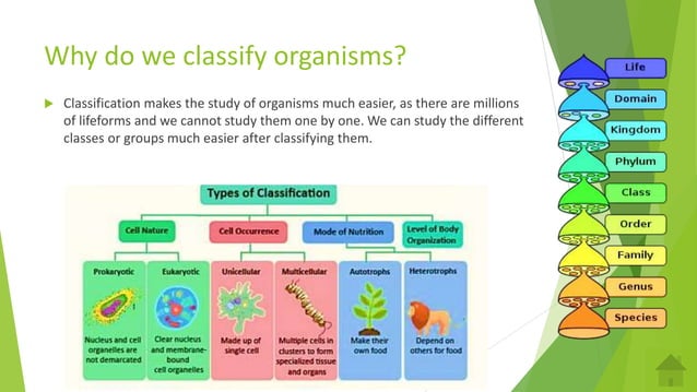 PPT on Five Kingdom Classification | PPTX